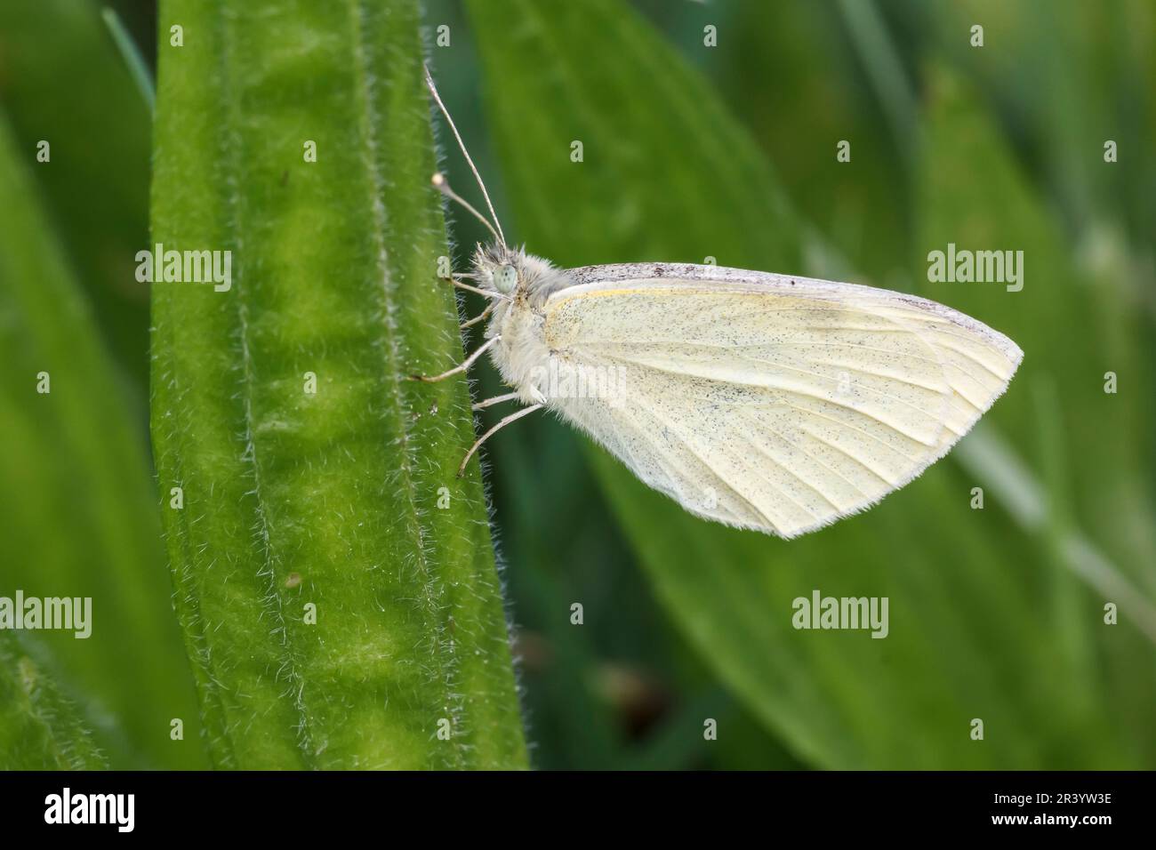 Pieris rapae, known as Small white, Small cabbage white, Cabbage ...