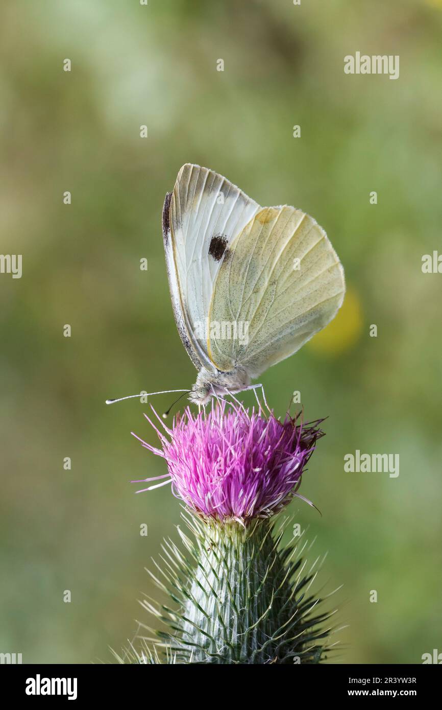 Pieris brassicae, known as Large white, Cabbage butterfly, Cabbage ...