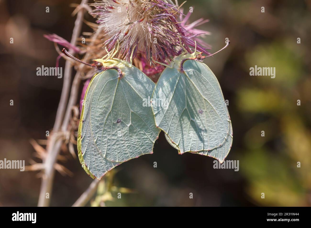 Gonepteryx cleopatra, known as Cleopatra, Cleopatra butterfly (copula ...