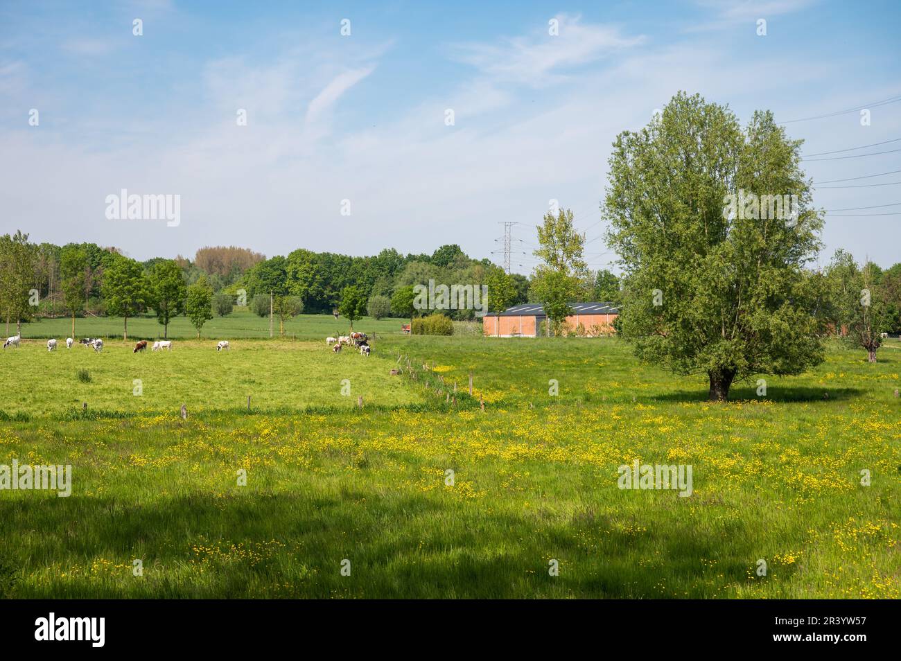 Green lawns and trees at the Flemish countryside around Waasmunster ...