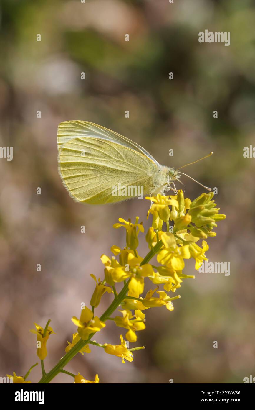 Pieris rapae, known as Small white, Small cabbage white, Cabbage ...