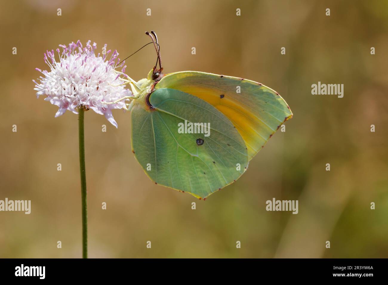 Gonepteryx cleopatra, male butterfly, known as Cleopatra and Cleopatra ...