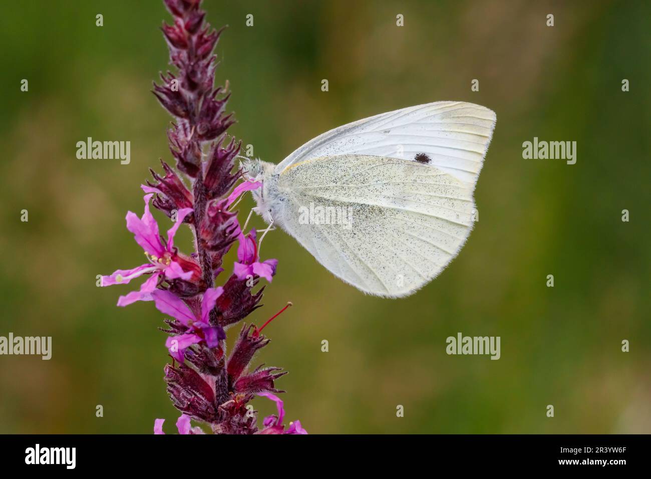 Pieris rapae, known as Small white, Small cabbage white, Cabbage ...