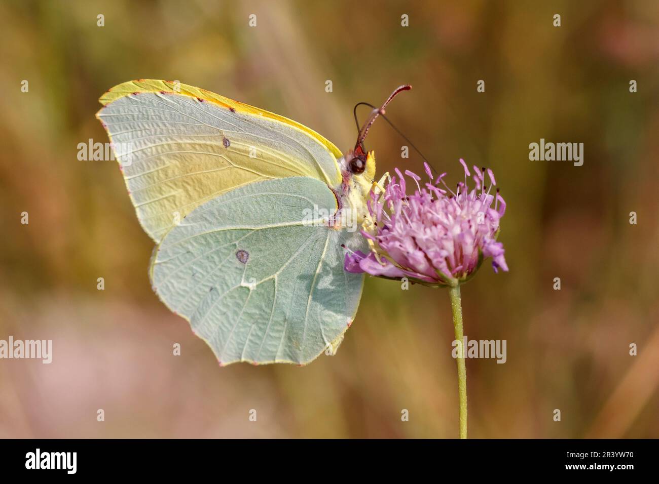 Brimestone butterflies hi-res stock photography and images - Alamy