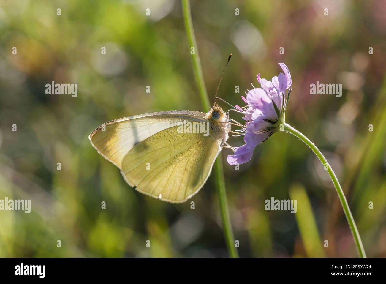 Pieris brassicae, known as Large white, Cabbage butterfly, Cabbage ...