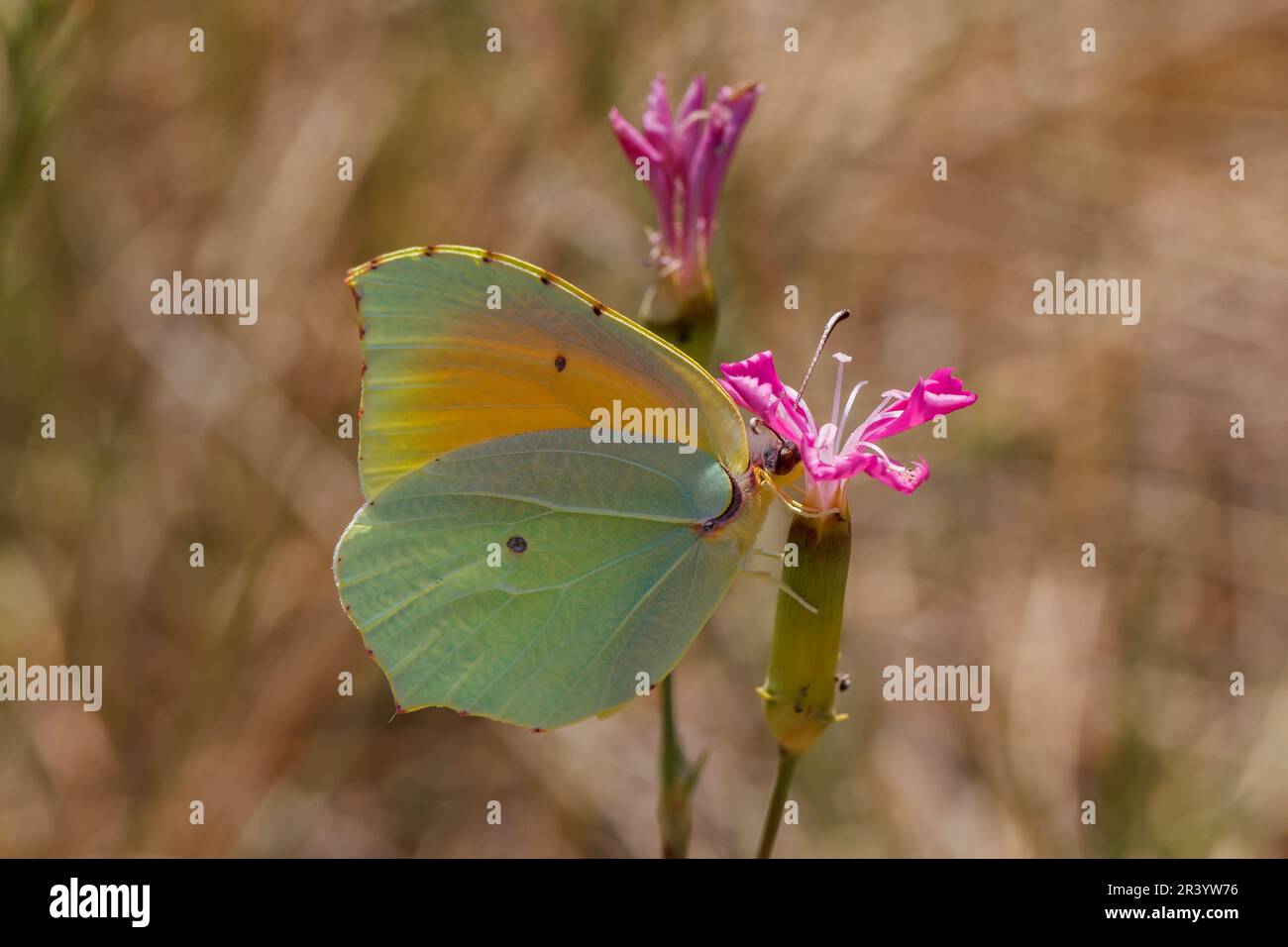 Cleopatra falter hi-res stock photography and images - Alamy