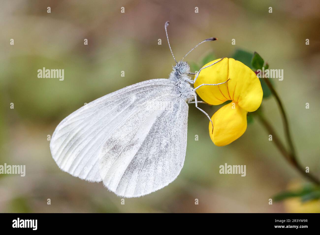 Leptidea juvernica, known as Wood white, Wood white butterfly Stock ...