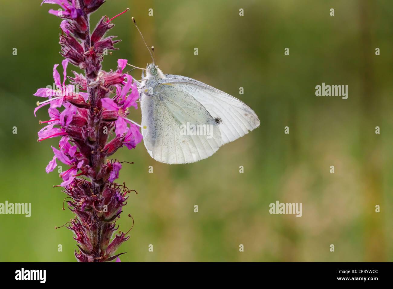 Pieris rapae, known as Small white, Small cabbage white, Cabbage ...