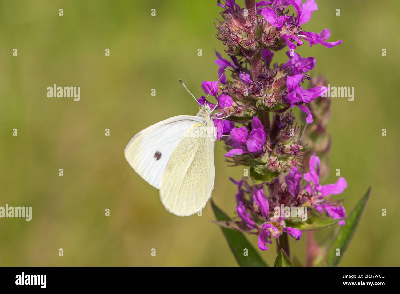 Pieris brassicae, known as Large white, Cabbage butterfly, Cabbage ...