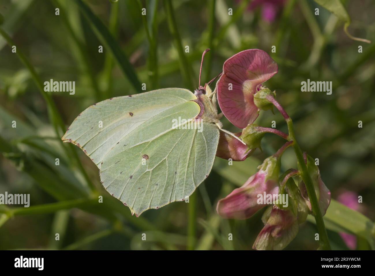 Gonepteryx rhamni, known as Brimstone, Common brimstone, Brimstone ...