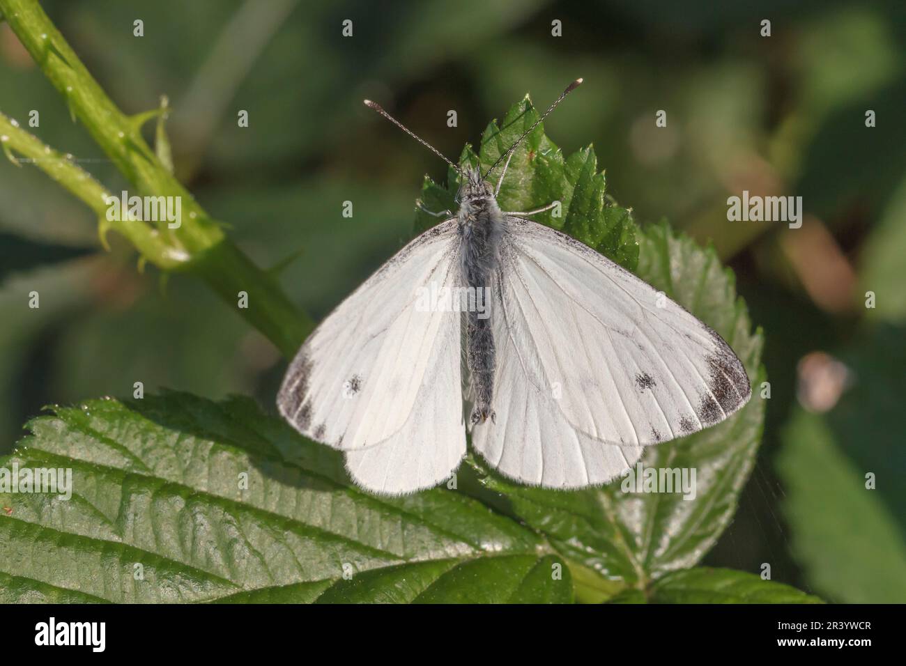 Pieris rapae, known as Small white, Small cabbage white, Cabbage ...