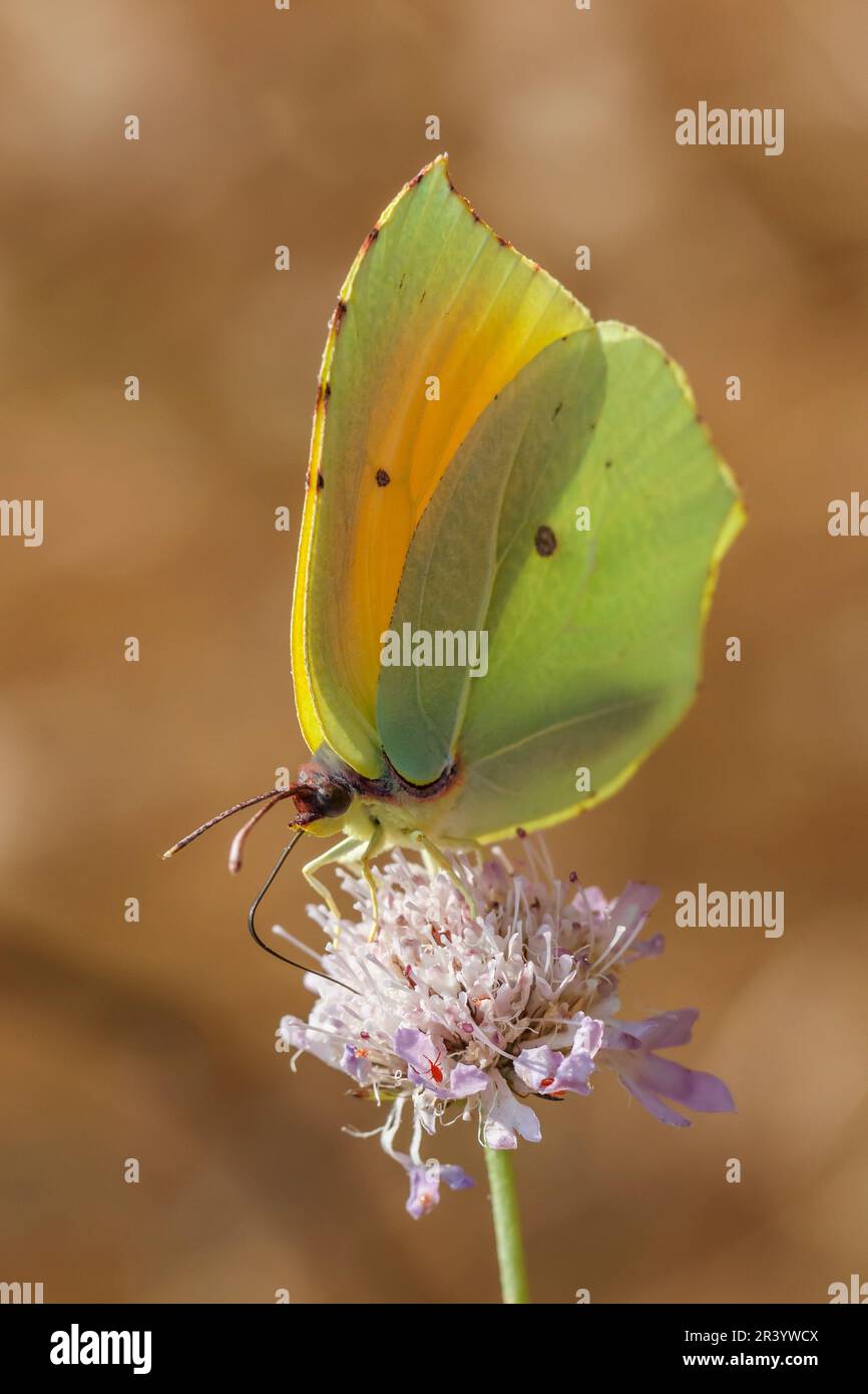 Male butterfly hi-res stock photography and images - Alamy