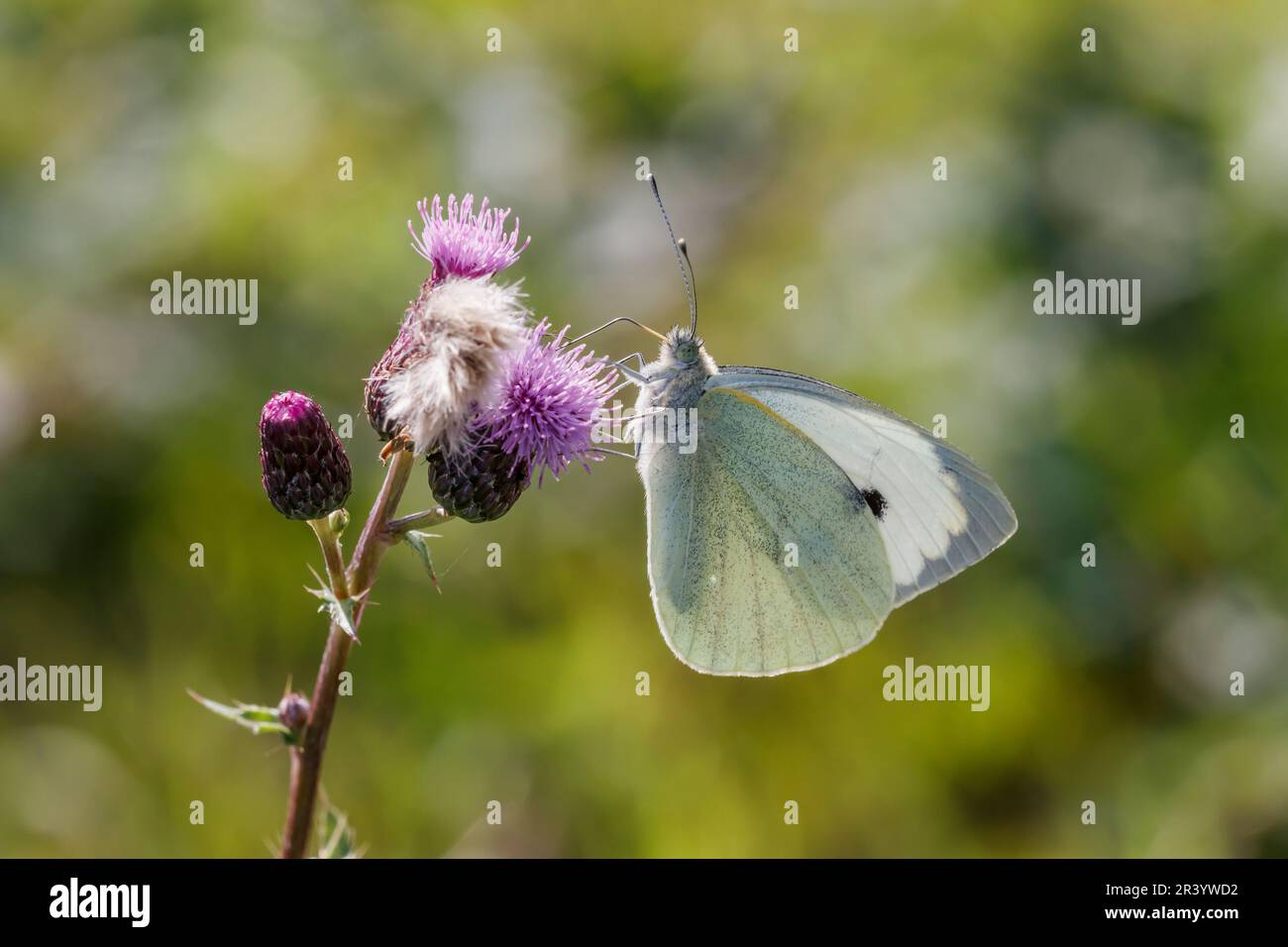 Pieris brassicae, known as Large white, Cabbage butterfly, Cabbage ...
