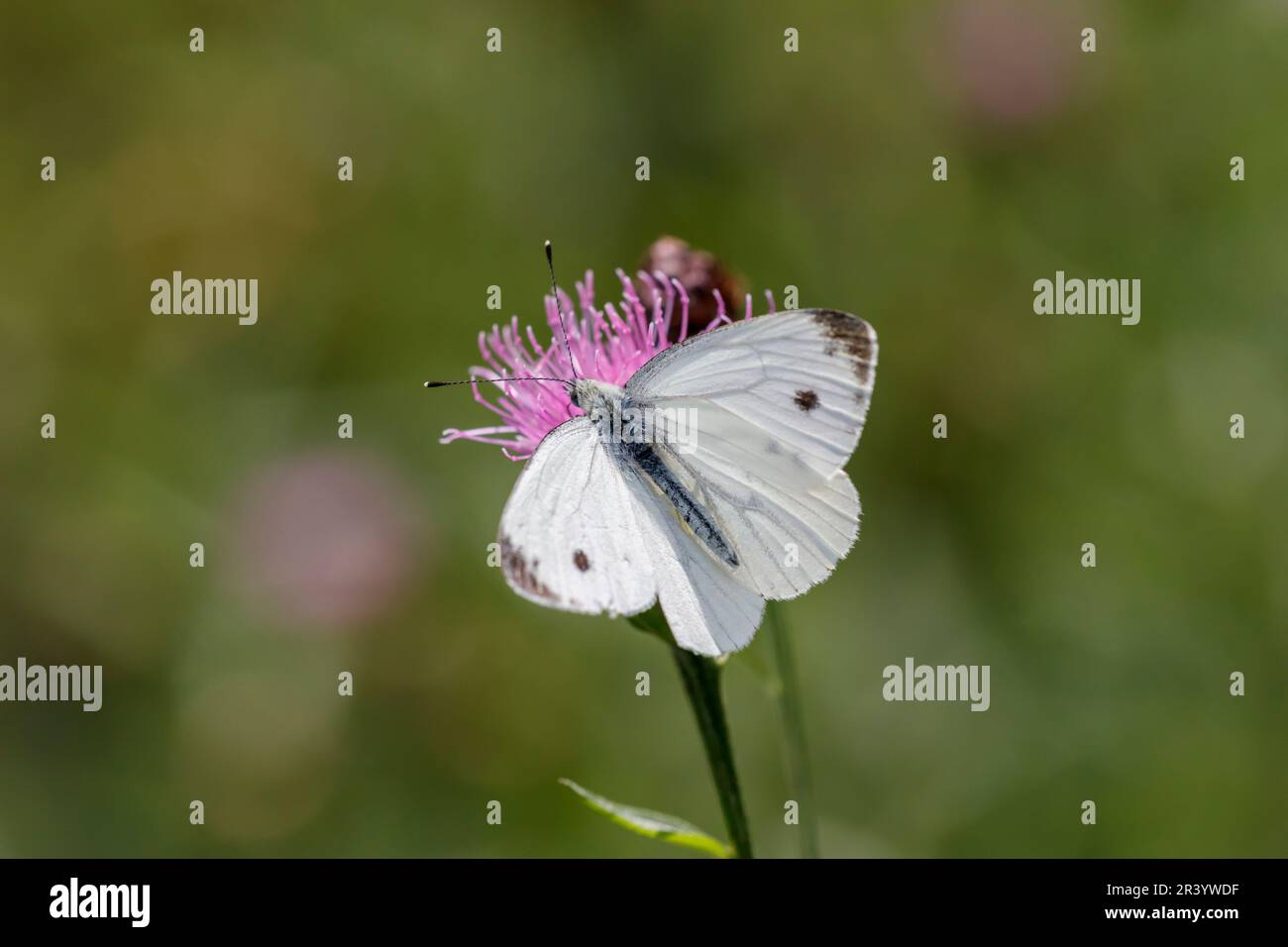 Pieris rapae, known as Small white, Small cabbage white, Cabbage ...