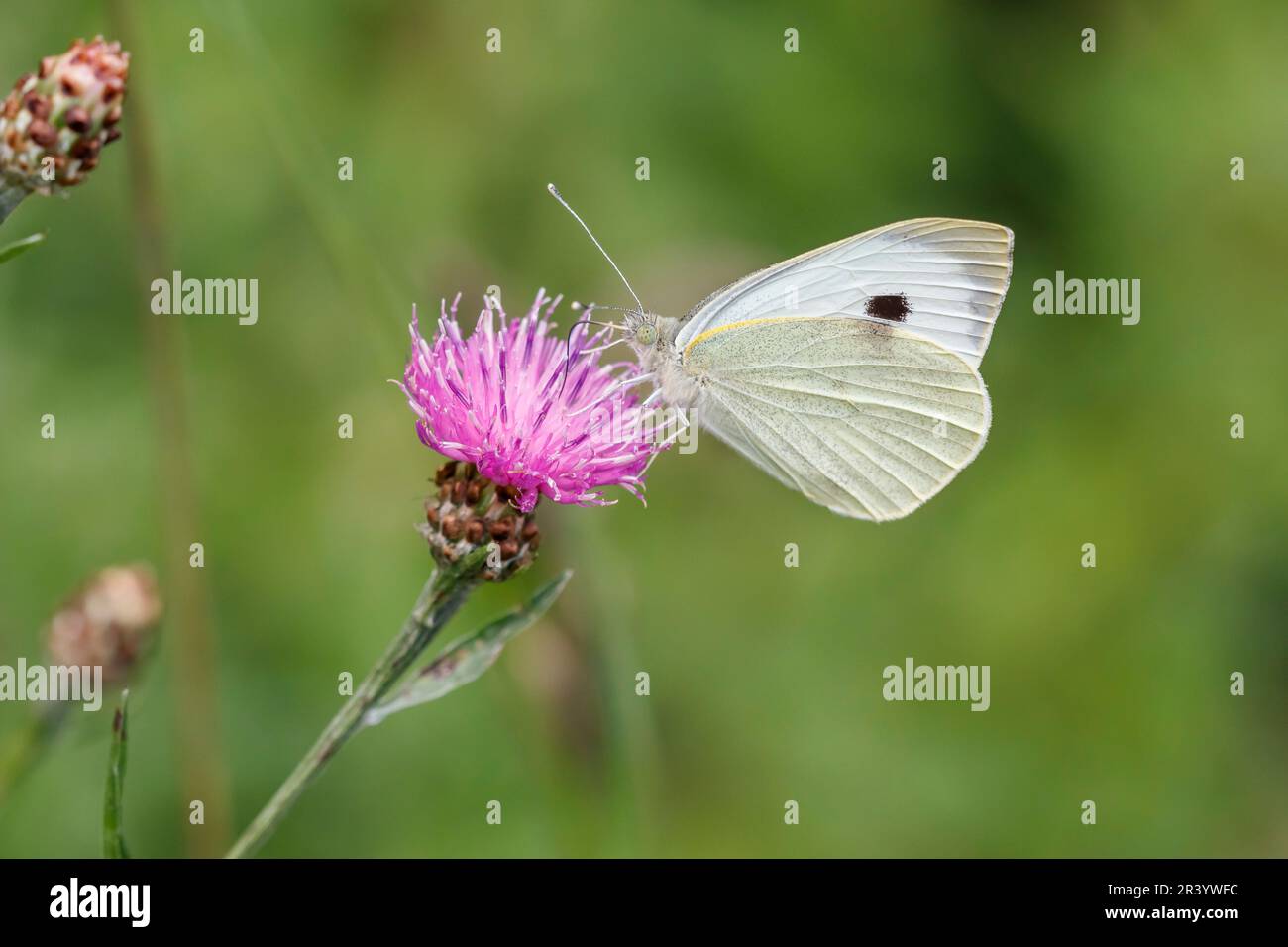 Pieris brassicae, known as Large white, Cabbage butterfly, Cabbage ...