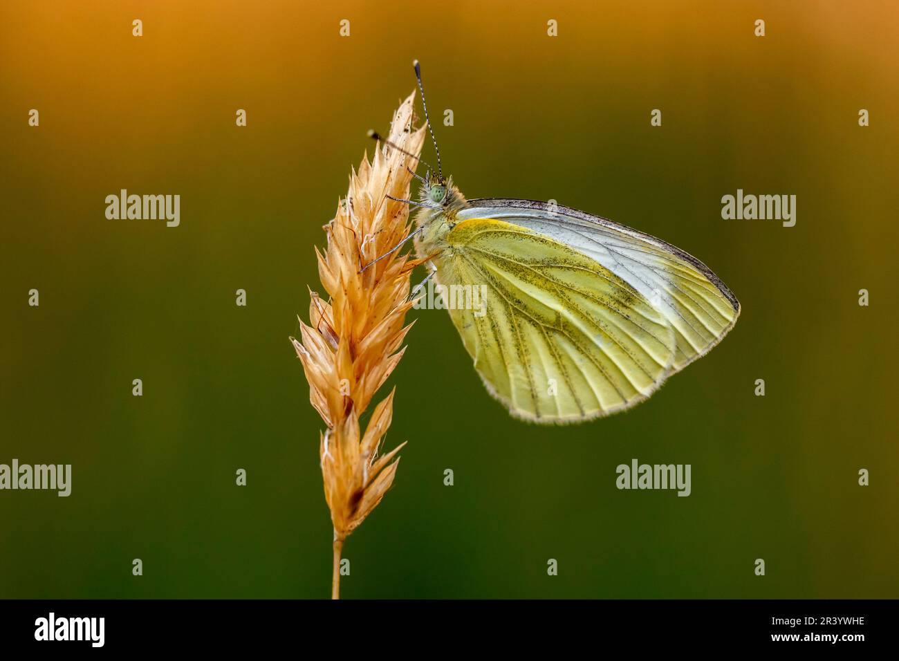 Second generation lightning hi-res stock photography and images - Alamy