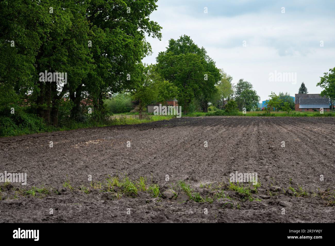 Fresh plantations in brown, prepared soil at an agriculture field ...