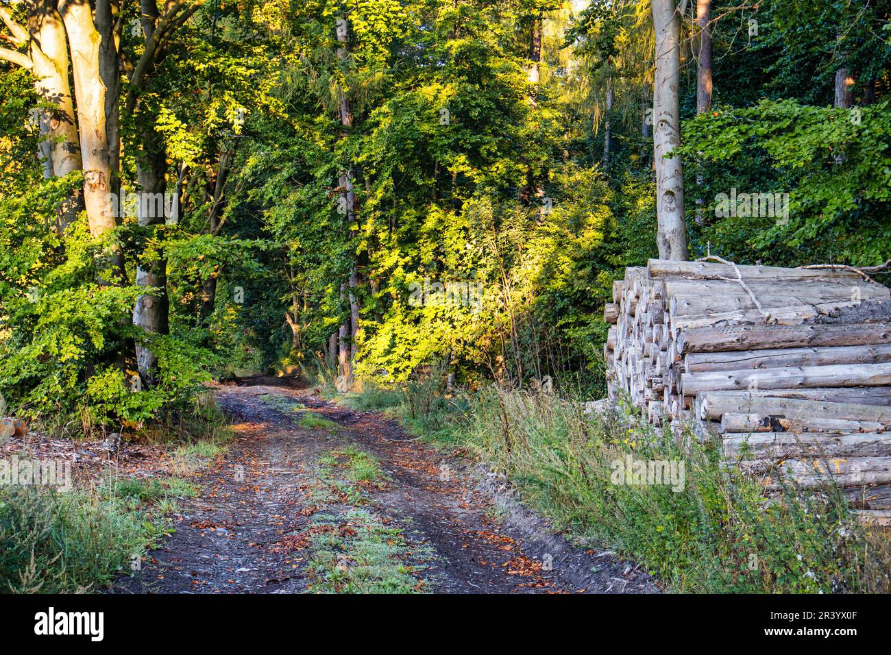Forest landscape light mood with hiking trail and wooden pole Stock ...