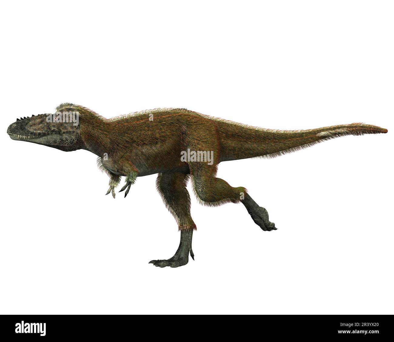 Raptorex dinosaur, side view on white background Stock Photo - Alamy