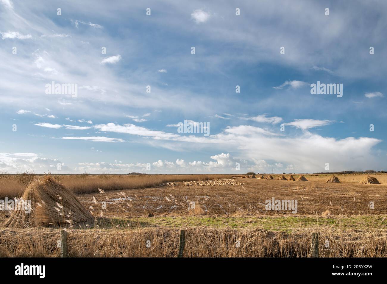 Reed plantations hi-res stock photography and images - Alamy