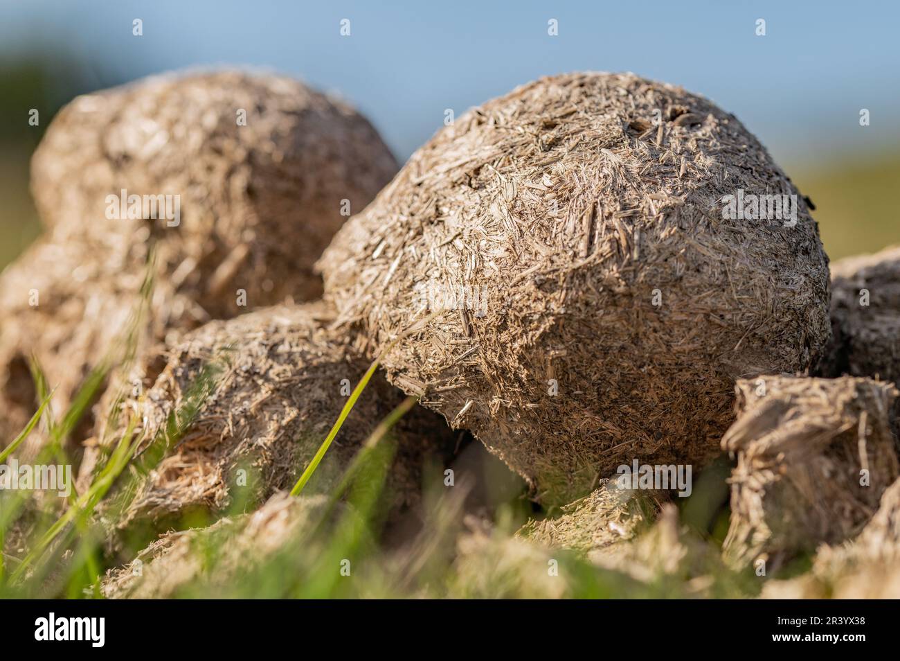 Pferdea ppel auf einer wiese hi-res stock photography and images - Alamy
