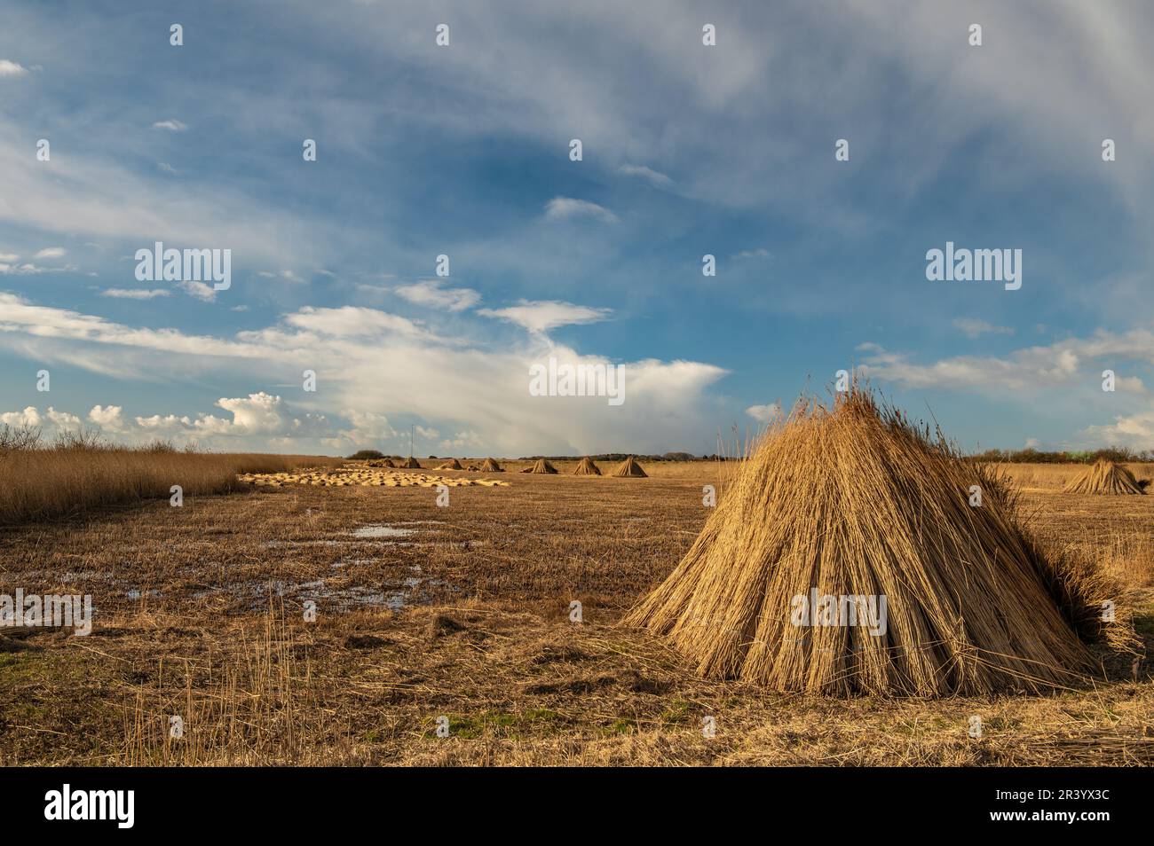 Reed plantations hi-res stock photography and images - Alamy