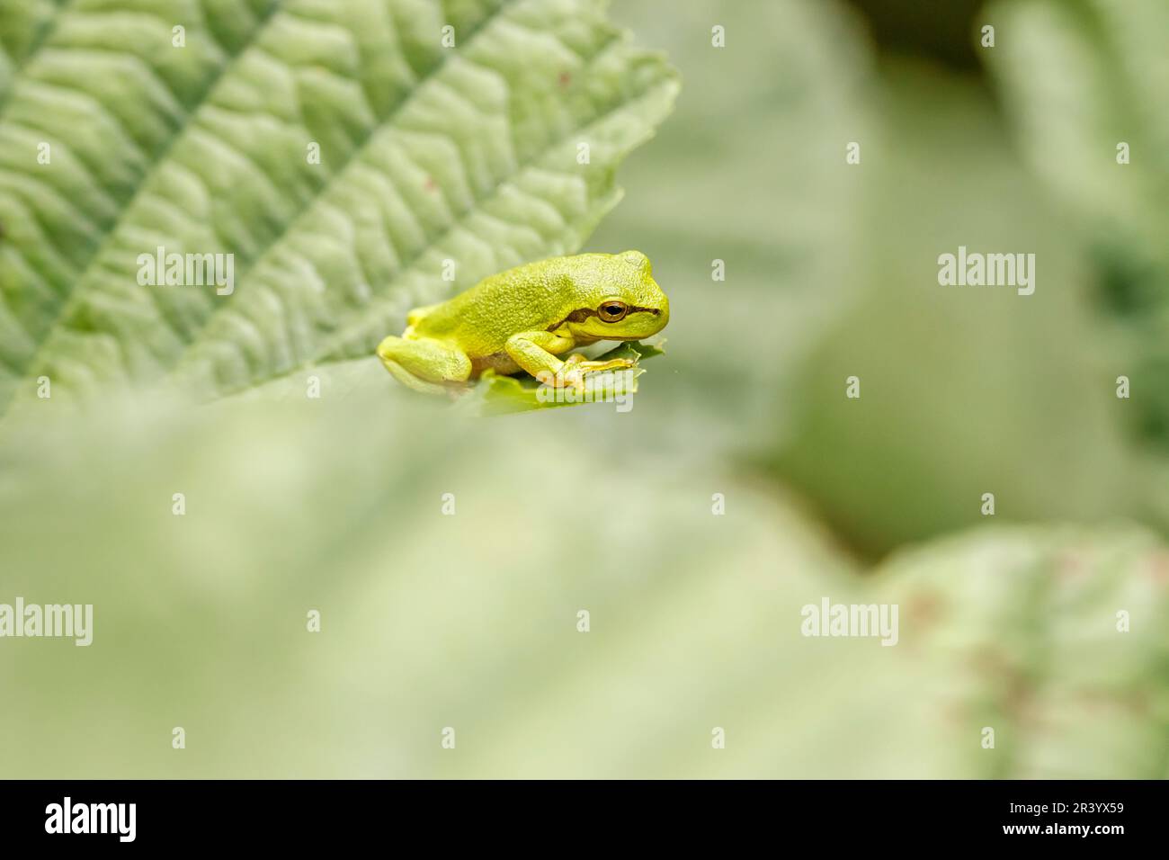 Hyla arborea, known as European tree frog, Tree frog, Common tree frog ...