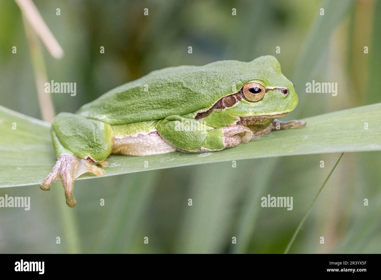 Hyla arborea, known as European tree frog, Tree frog, Common tree frog ...