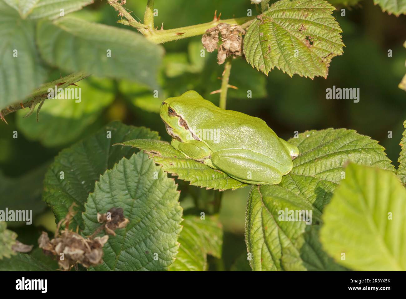 Hyla arborea, known as European tree frog, Tree frog, Common tree frog ...