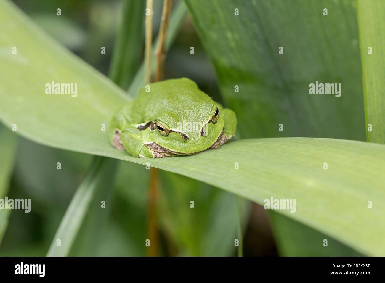 Hyla arborea, known as European tree frog, Tree frog, Common tree frog ...