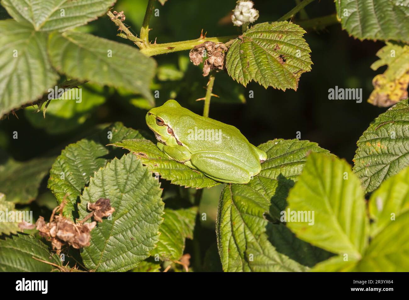Hyla arborea, known as European tree frog, Tree frog, Common tree frog ...