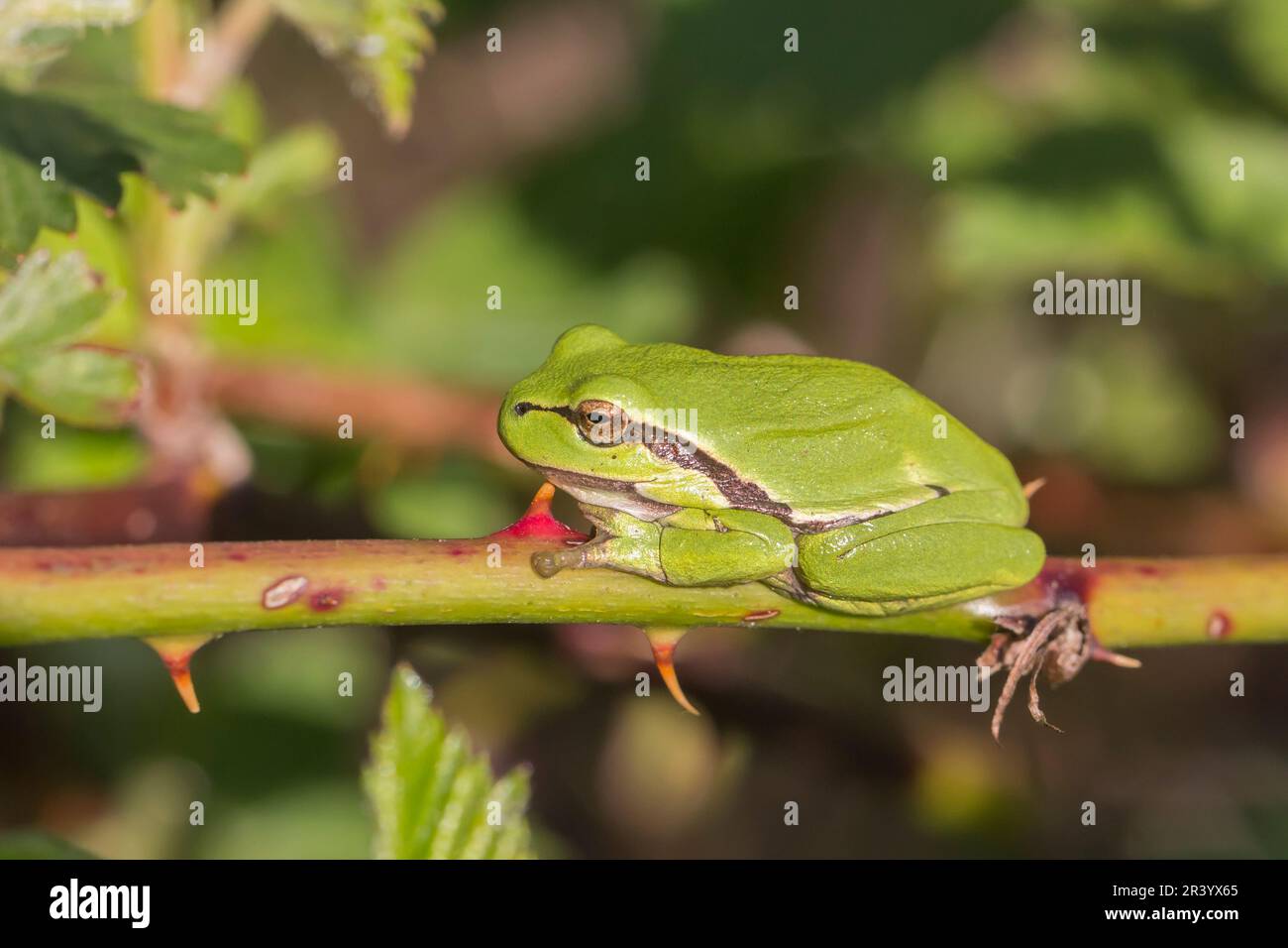 Hyla arborea, known as European tree frog, Tree frog, Common tree frog ...