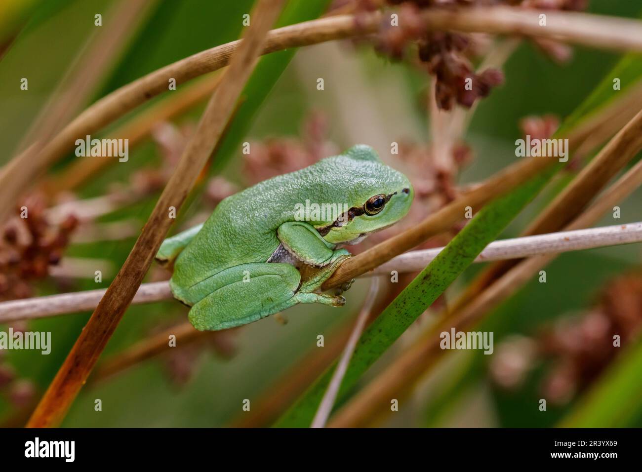 Hyla arborea, known as European tree frog, Tree frog, Common tree frog ...