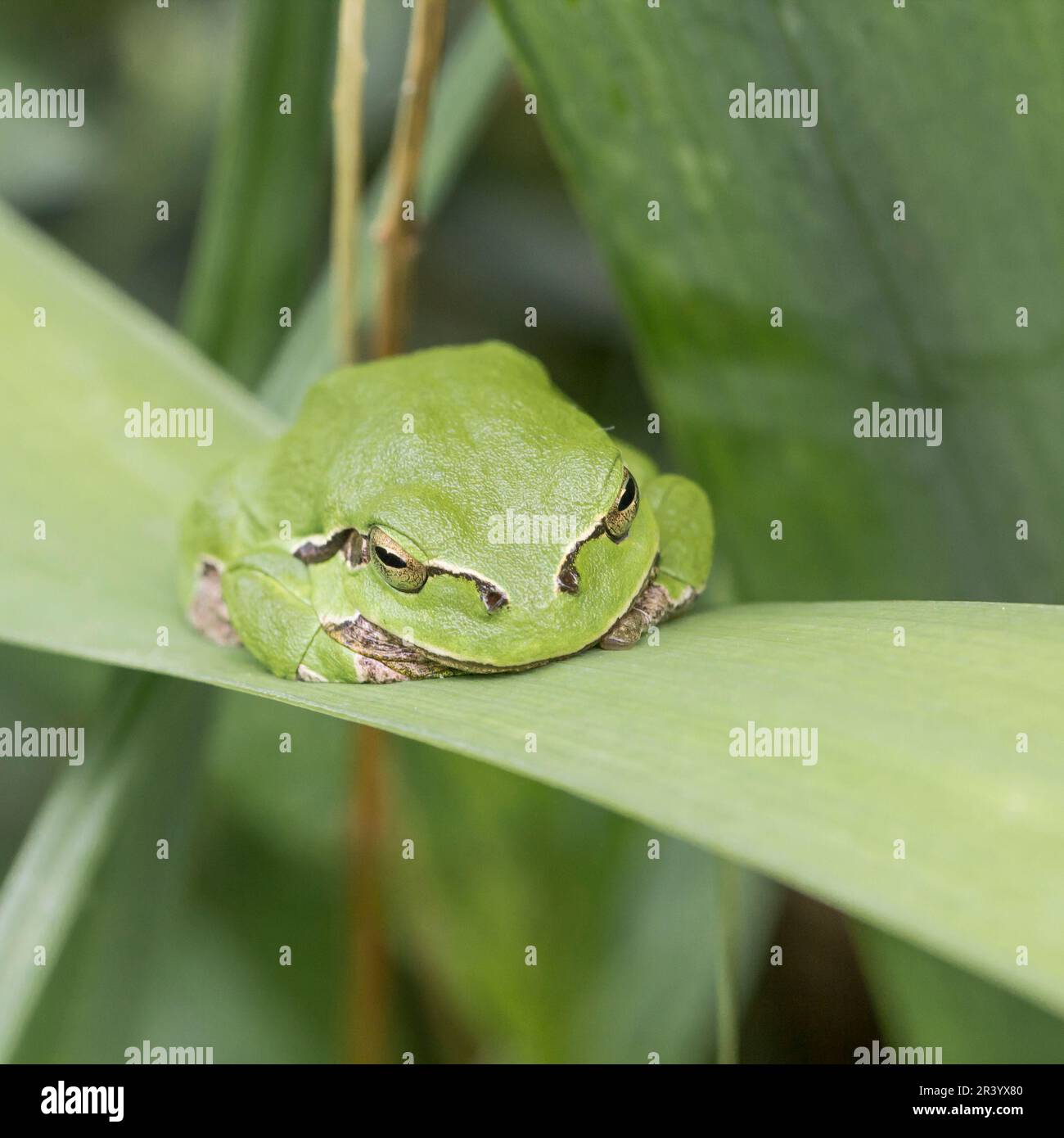 Hyla arborea, known as European tree frog, Tree frog, Common tree frog ...