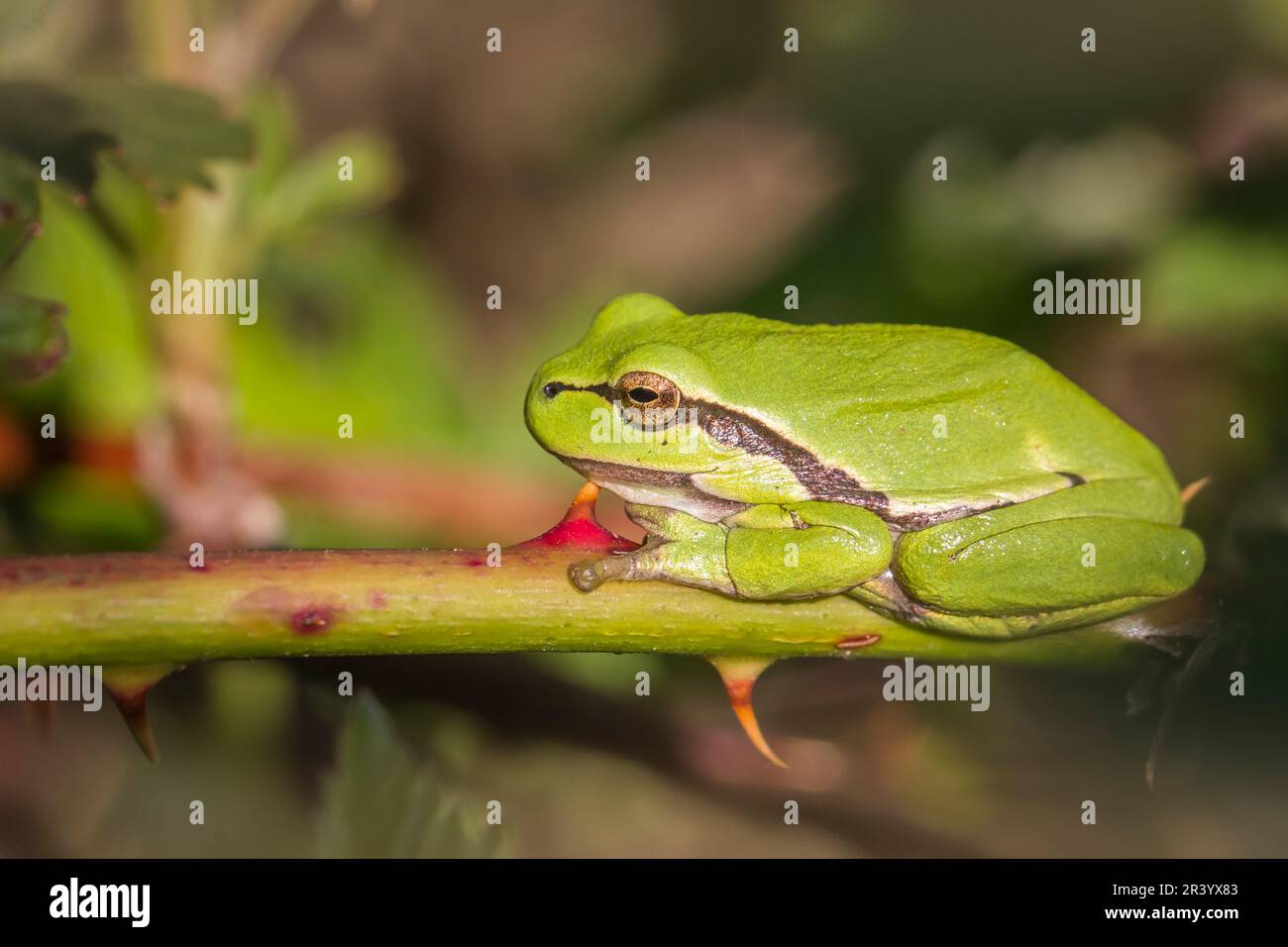 Hyla arborea, known as European tree frog, Tree frog, Common tree frog ...