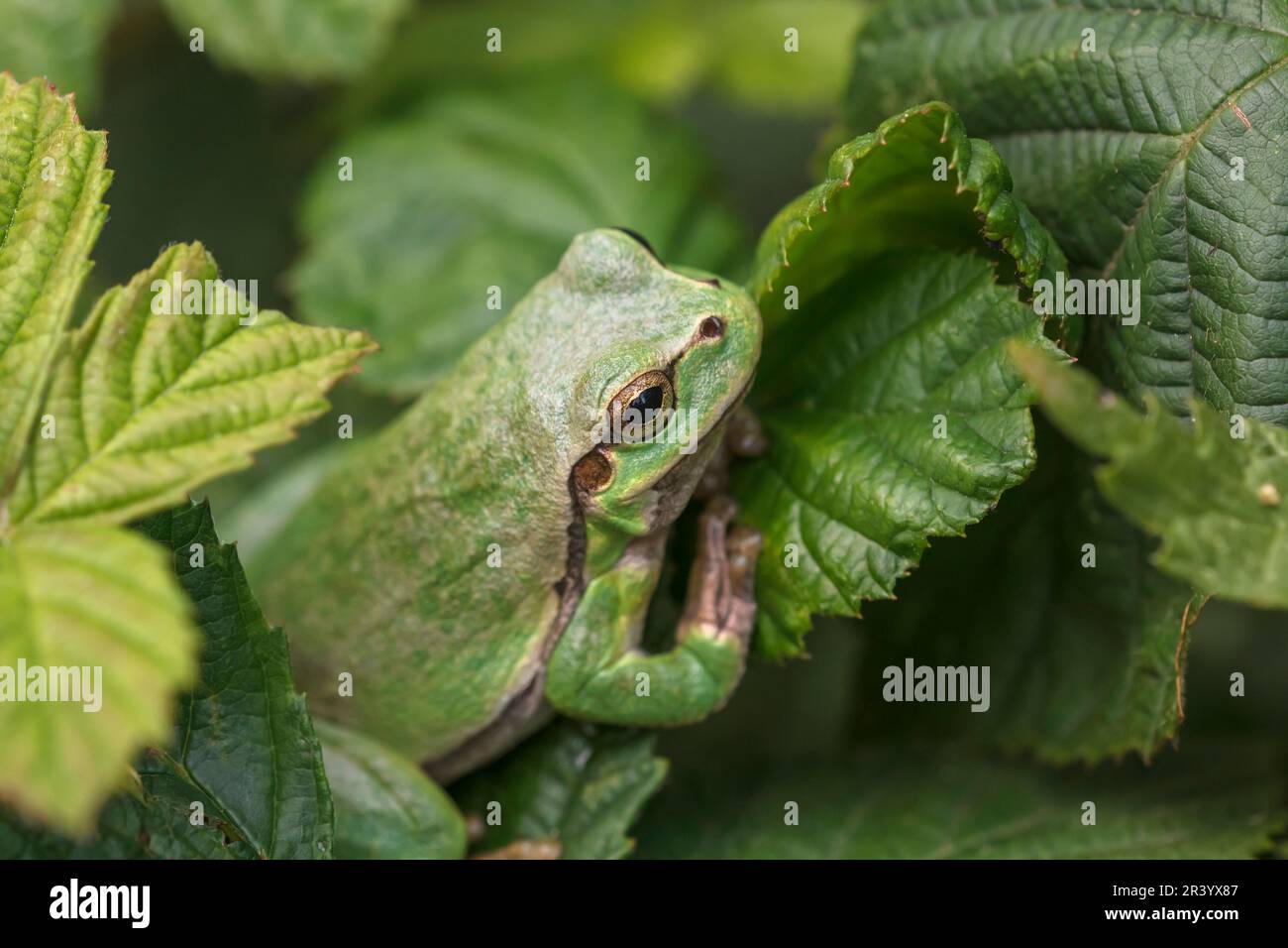Hyla arborea, known as European tree frog, Tree frog, Common tree frog ...