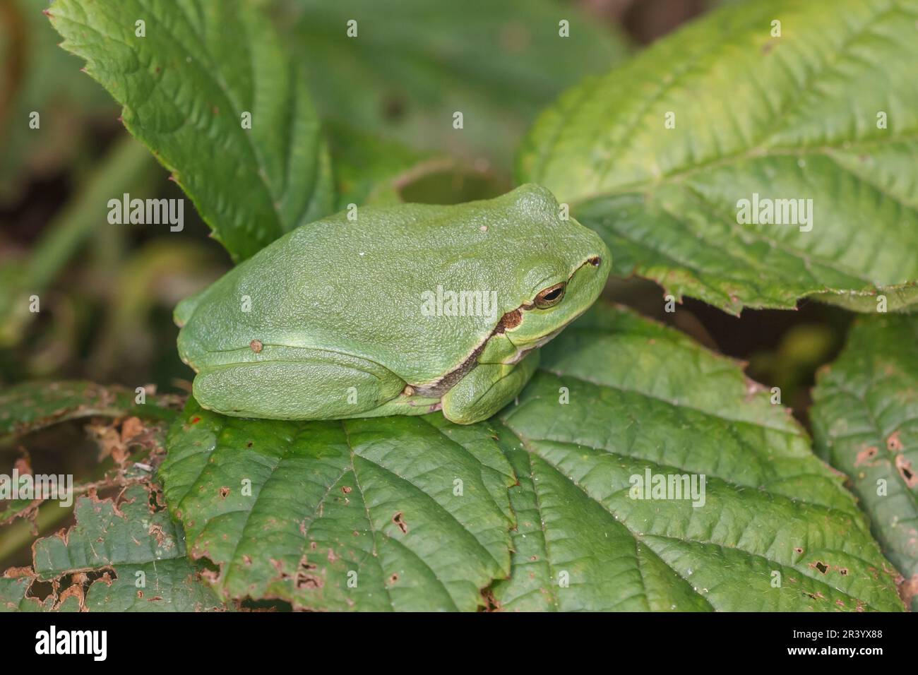 Hyla arborea, known as European tree frog, Tree frog, Common tree frog ...