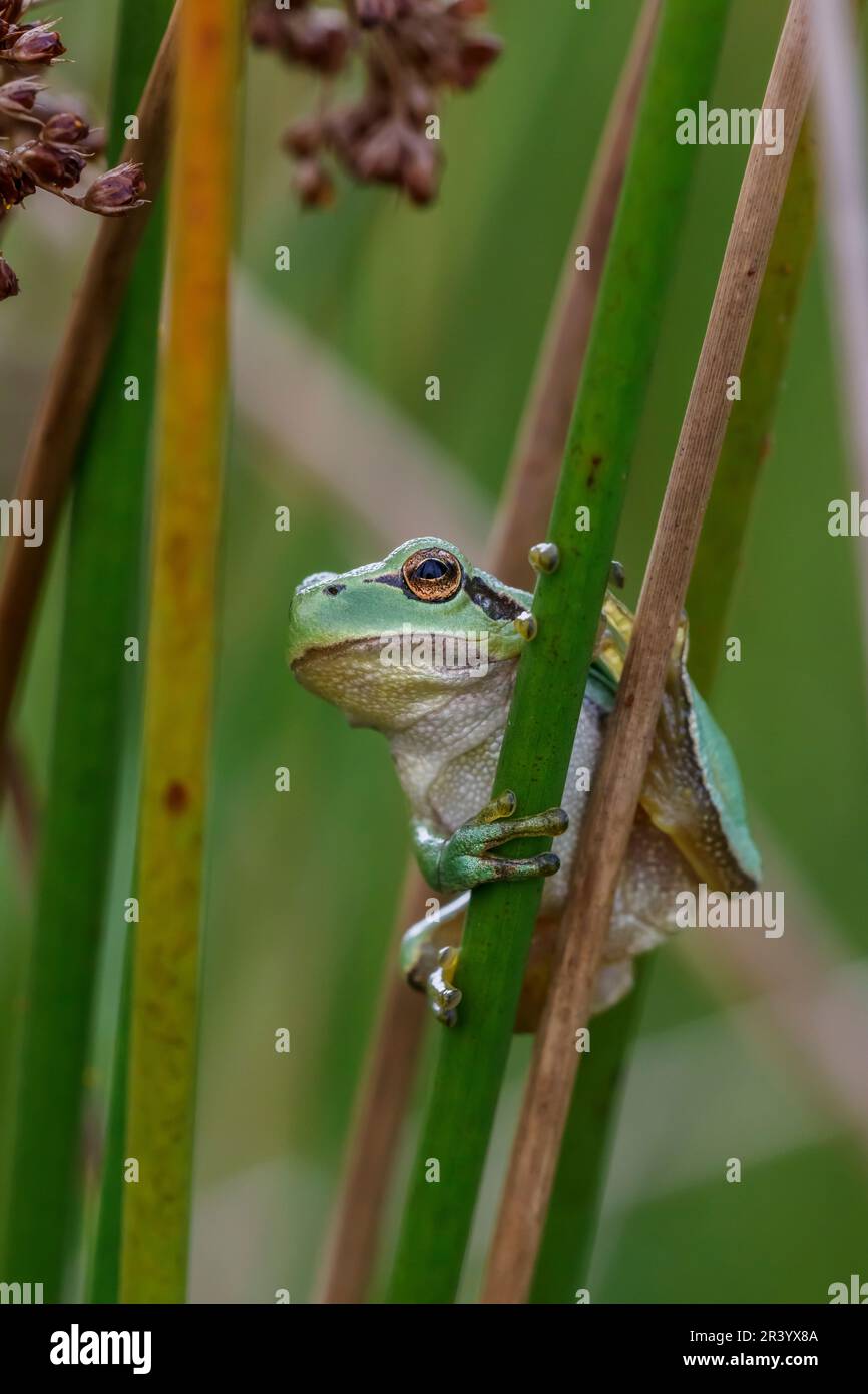 Hyla arborea, known as European tree frog, Tree frog, Common tree frog ...