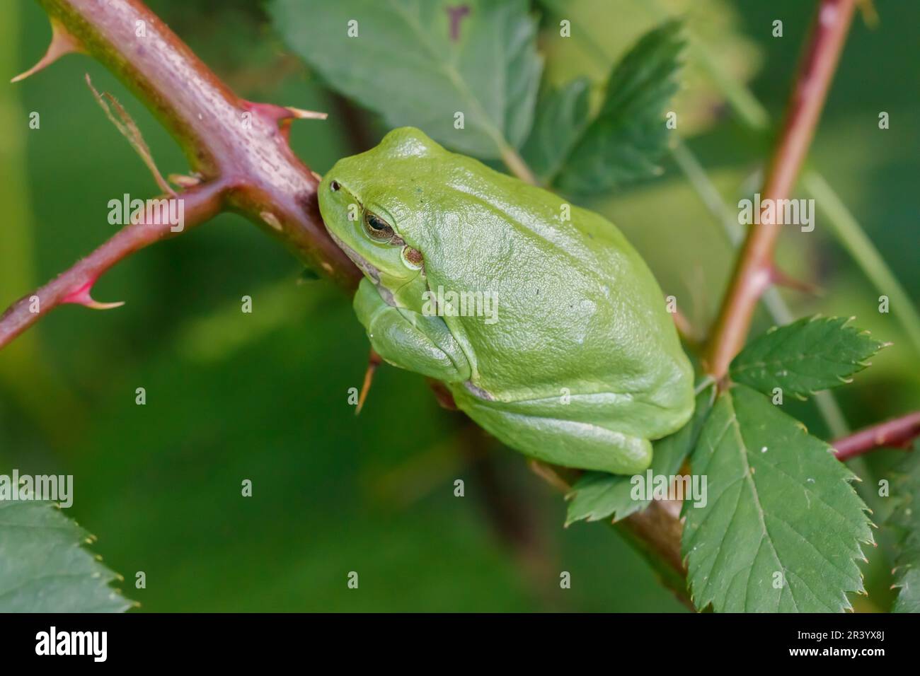 Hyla arborea, known as European tree frog, Tree frog, Common tree frog ...