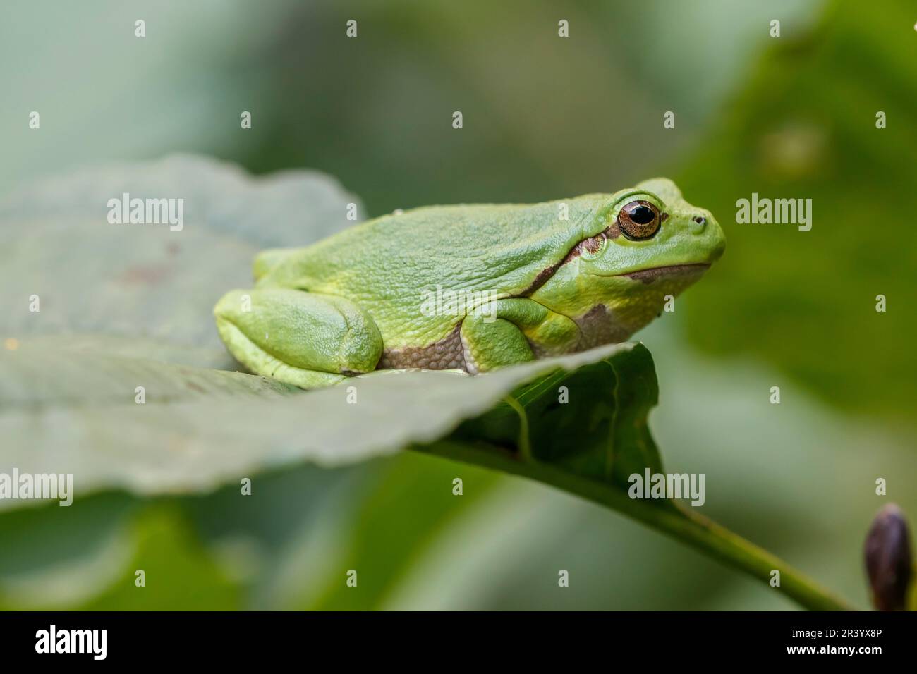 Hyla arborea, known as European tree frog, Tree frog, Common tree frog ...