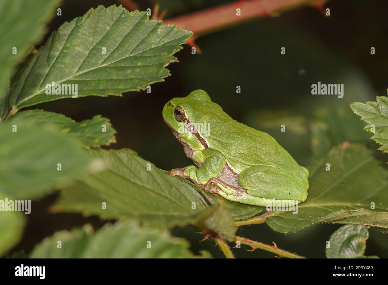 Hyla arborea, known as European tree frog, Tree frog, Common tree frog ...