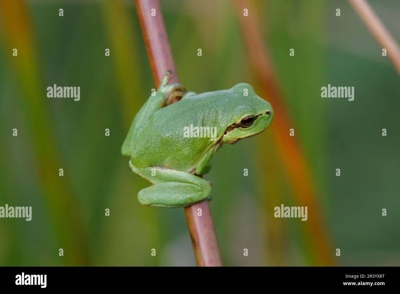 Hyla arborea, known as European tree frog, Tree frog, Common tree frog ...