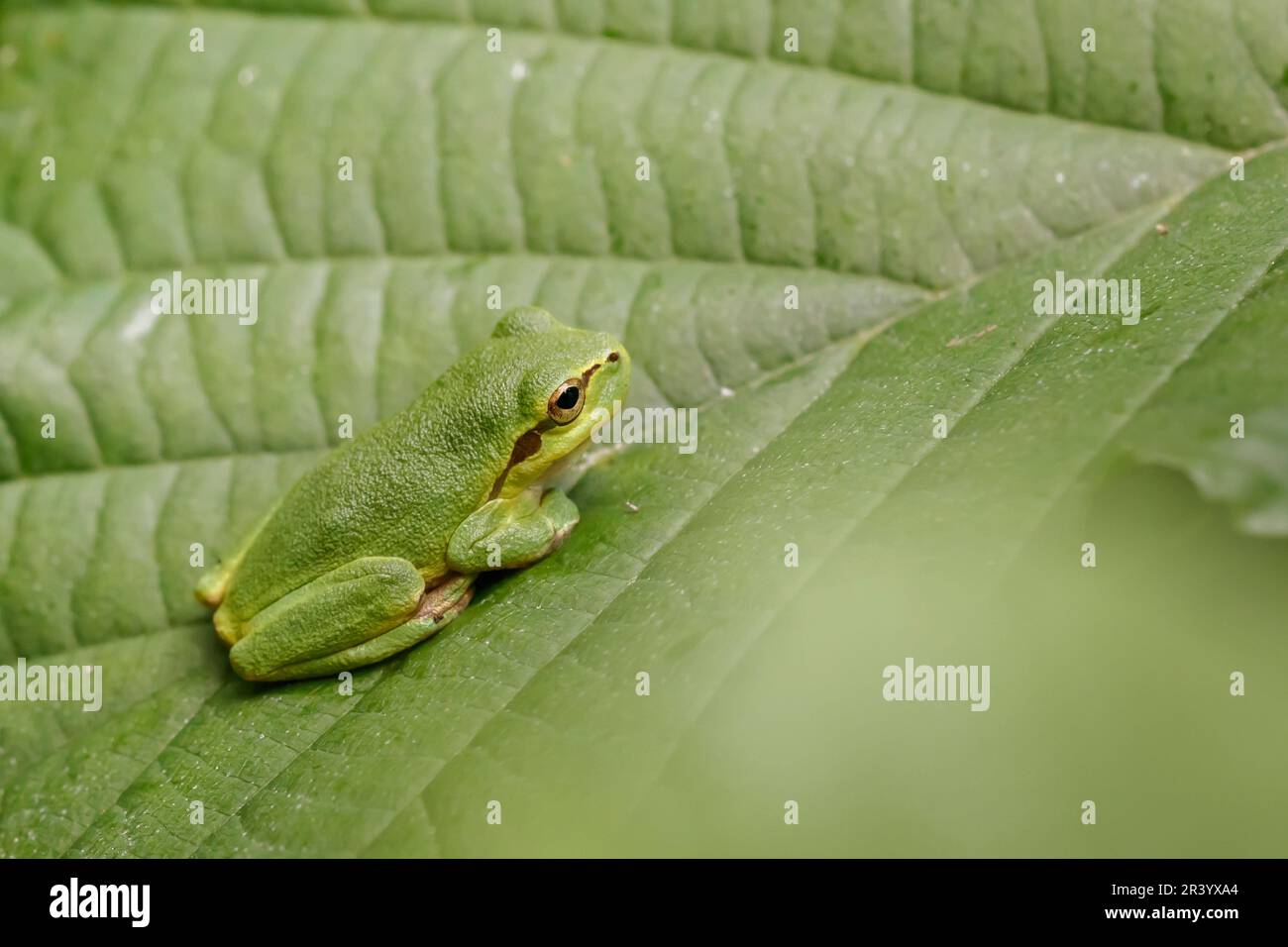 Hyla arborea, known as European tree frog, Tree frog, Common tree frog ...