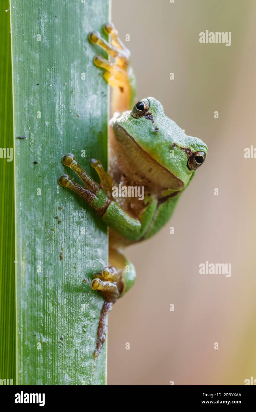 Hyla arborea, known as European tree frog, Tree frog, Common tree frog ...