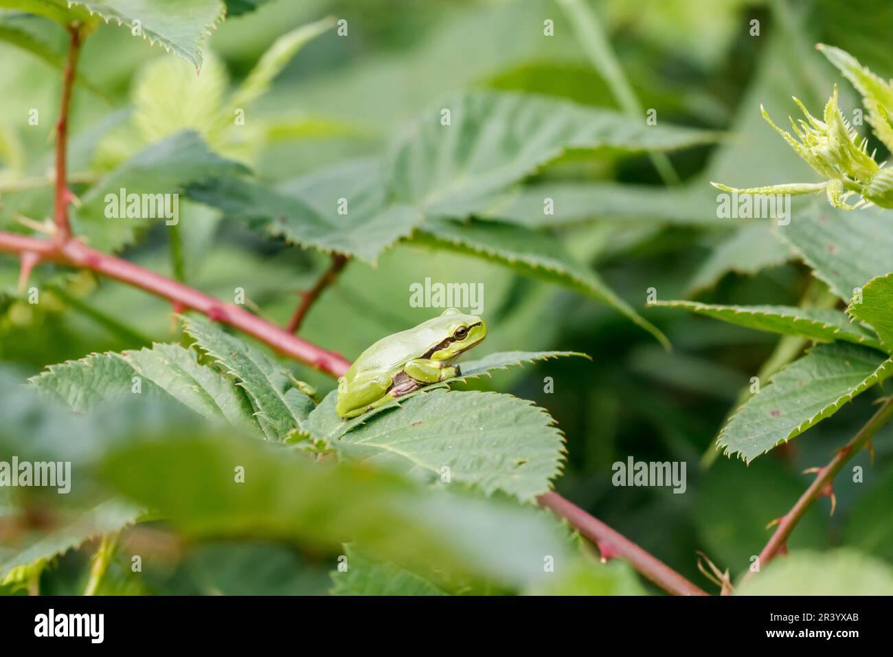 Hyla arborea, known as European tree frog, Tree frog, Common tree frog ...