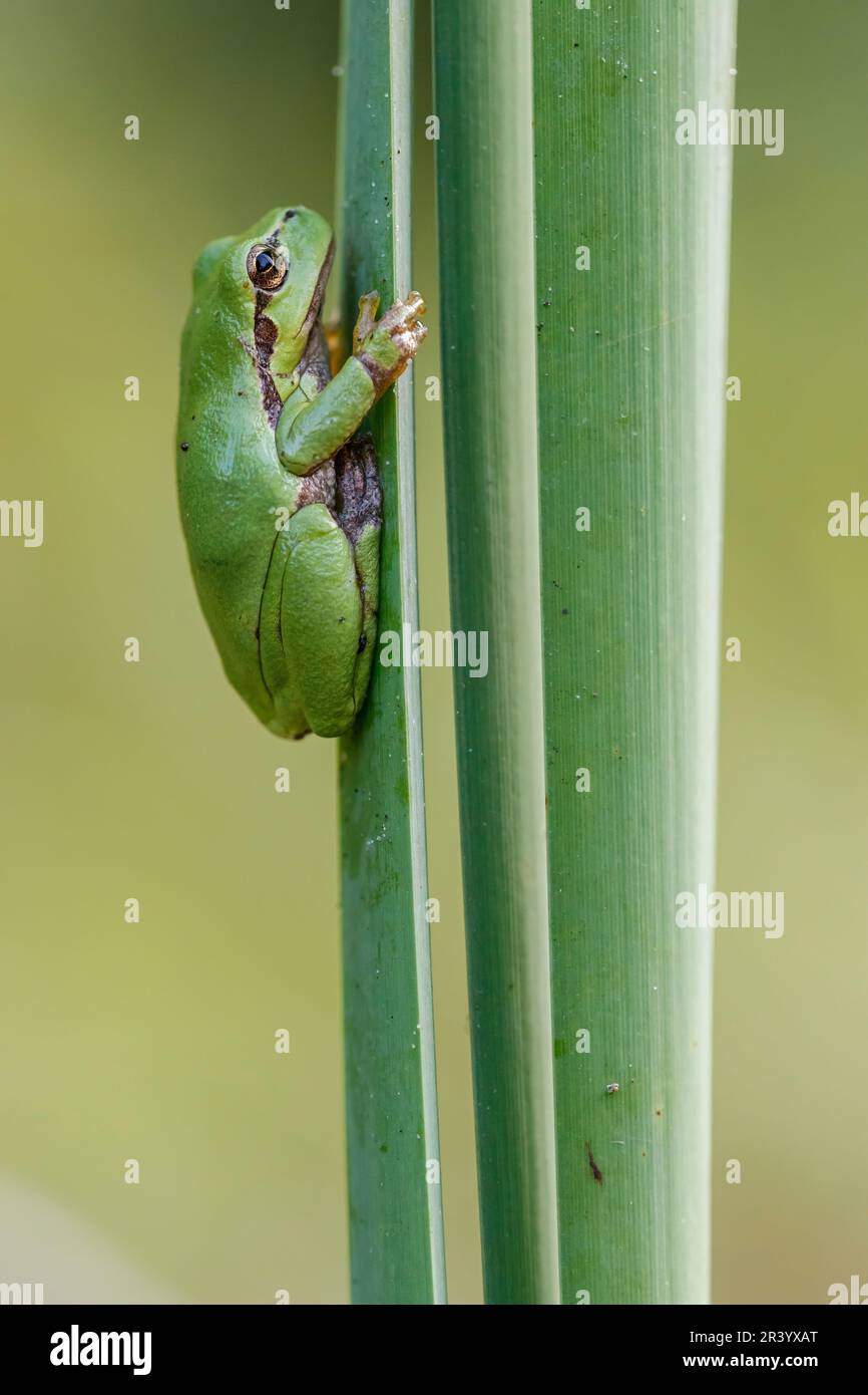 Hyla arborea, known as European tree frog, Tree frog, Common tree frog ...