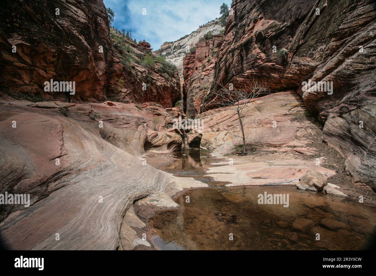 Observation Point Trail in Zion National Park, Utah Stock Photo - Alamy