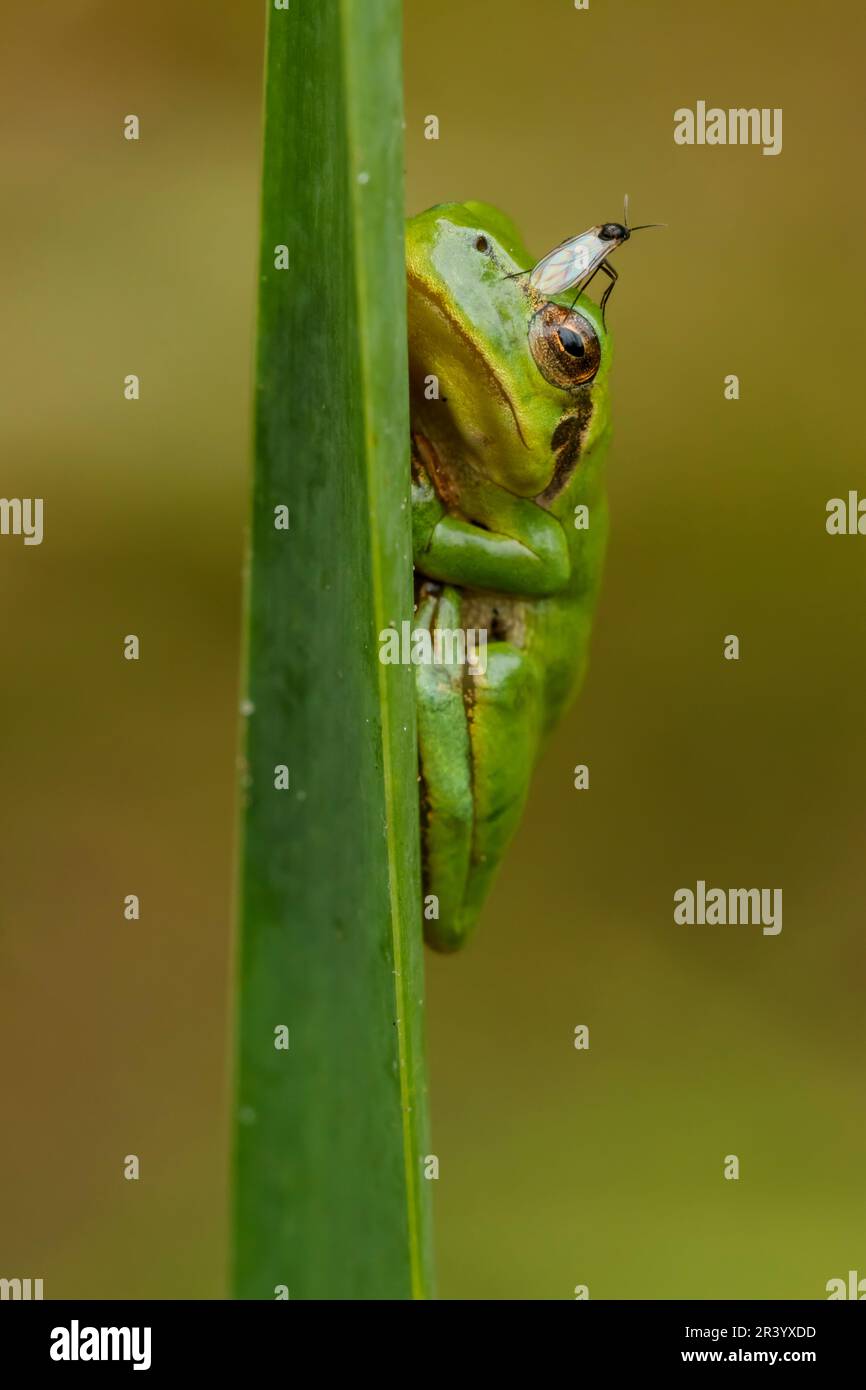 Hyla arborea, known as European tree frog, Tree frog, Common tree frog ...