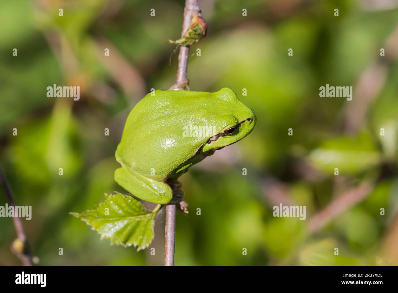 Hyla arborea, known as European tree frog, Tree frog, Common tree frog ...