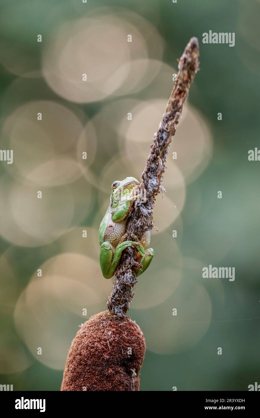 Hyla arborea, known as European tree frog, Tree frog, Common tree frog ...